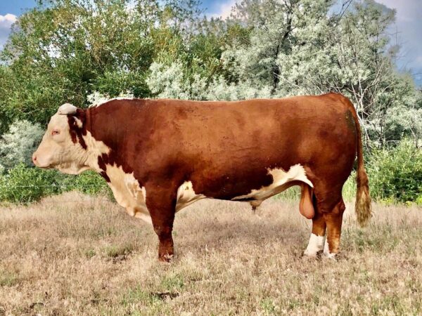 Cattle - Stetson Ranches