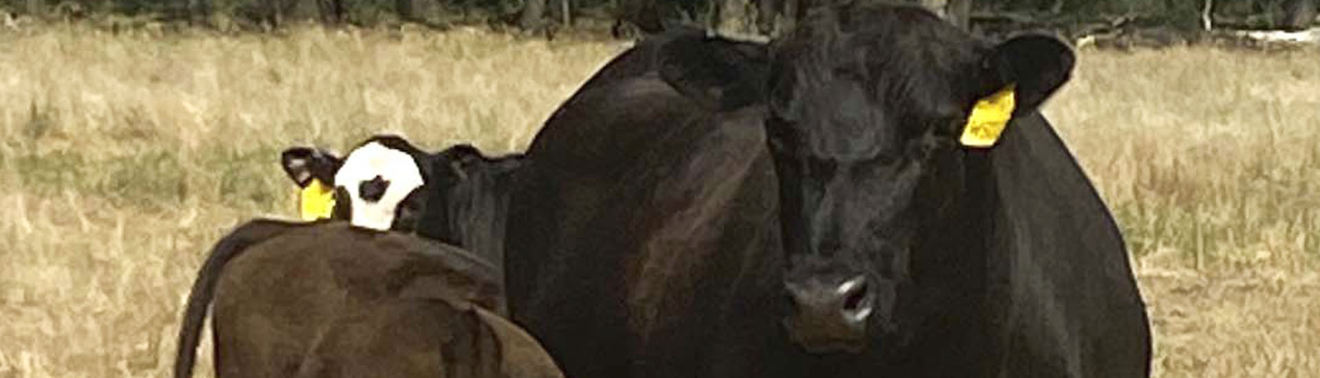 Cattle - Stetson Ranches